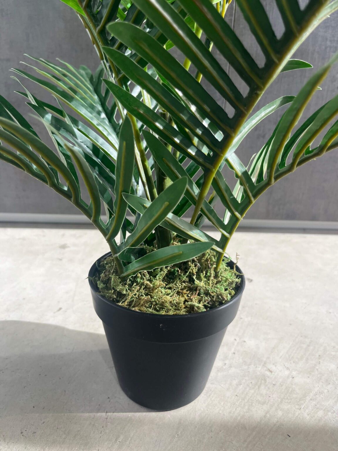 Palmera Mini